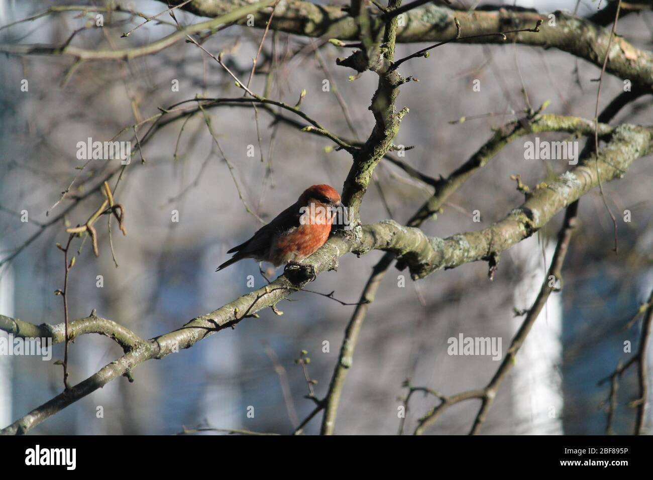 Robin flock hi-res stock photography and images - Alamy