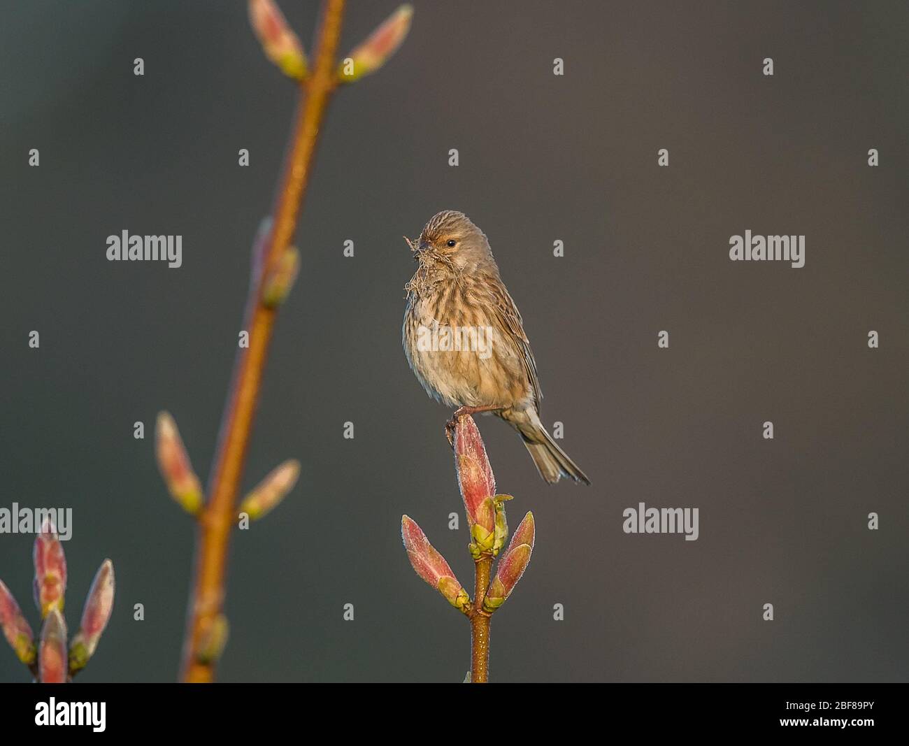 Linnet open countryside hi-res stock photography and images - Alamy