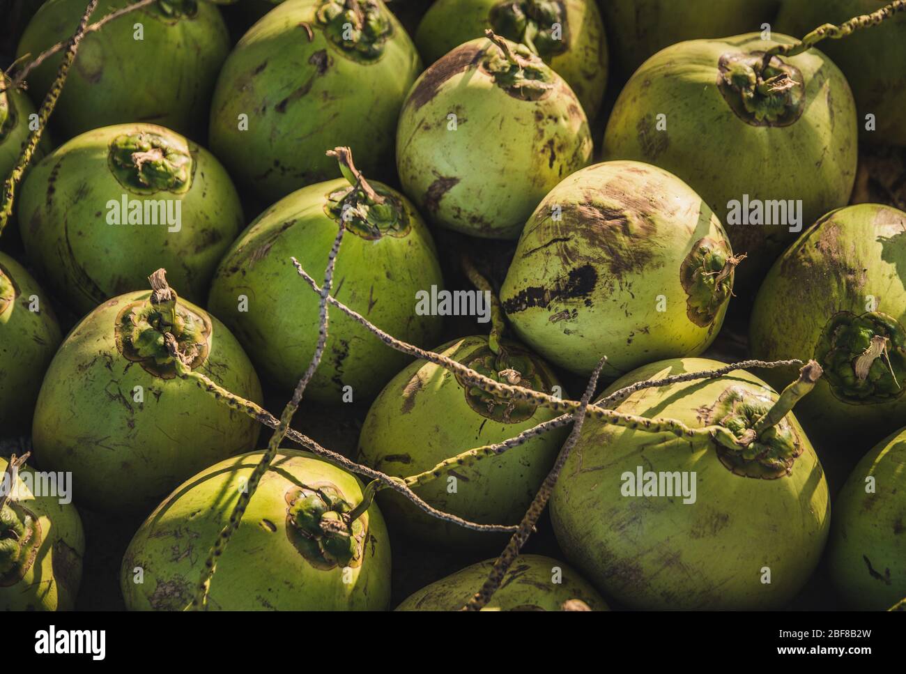 Bunch of Coconuts Stock Photo - Alamy