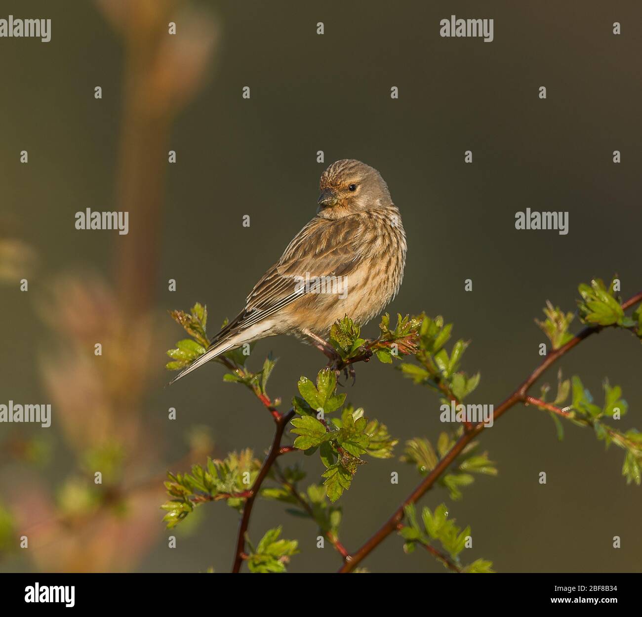 Linnet open countryside hi-res stock photography and images - Alamy