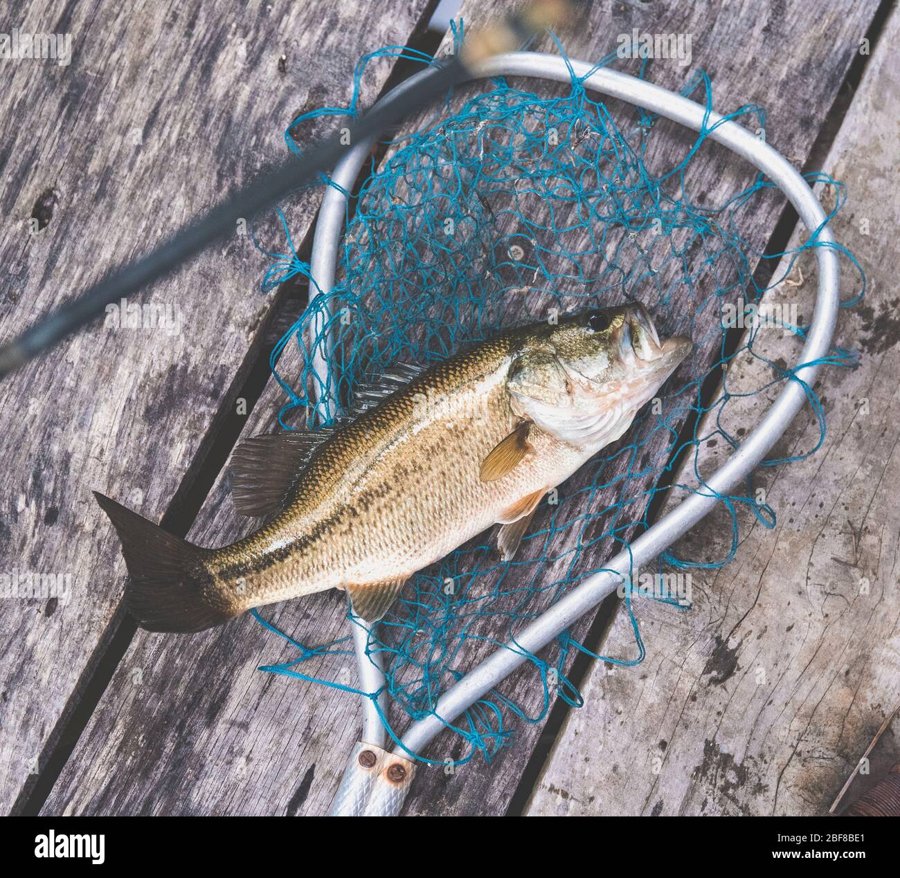 Bass Fishing Rod and Net Stock Photo - Alamy