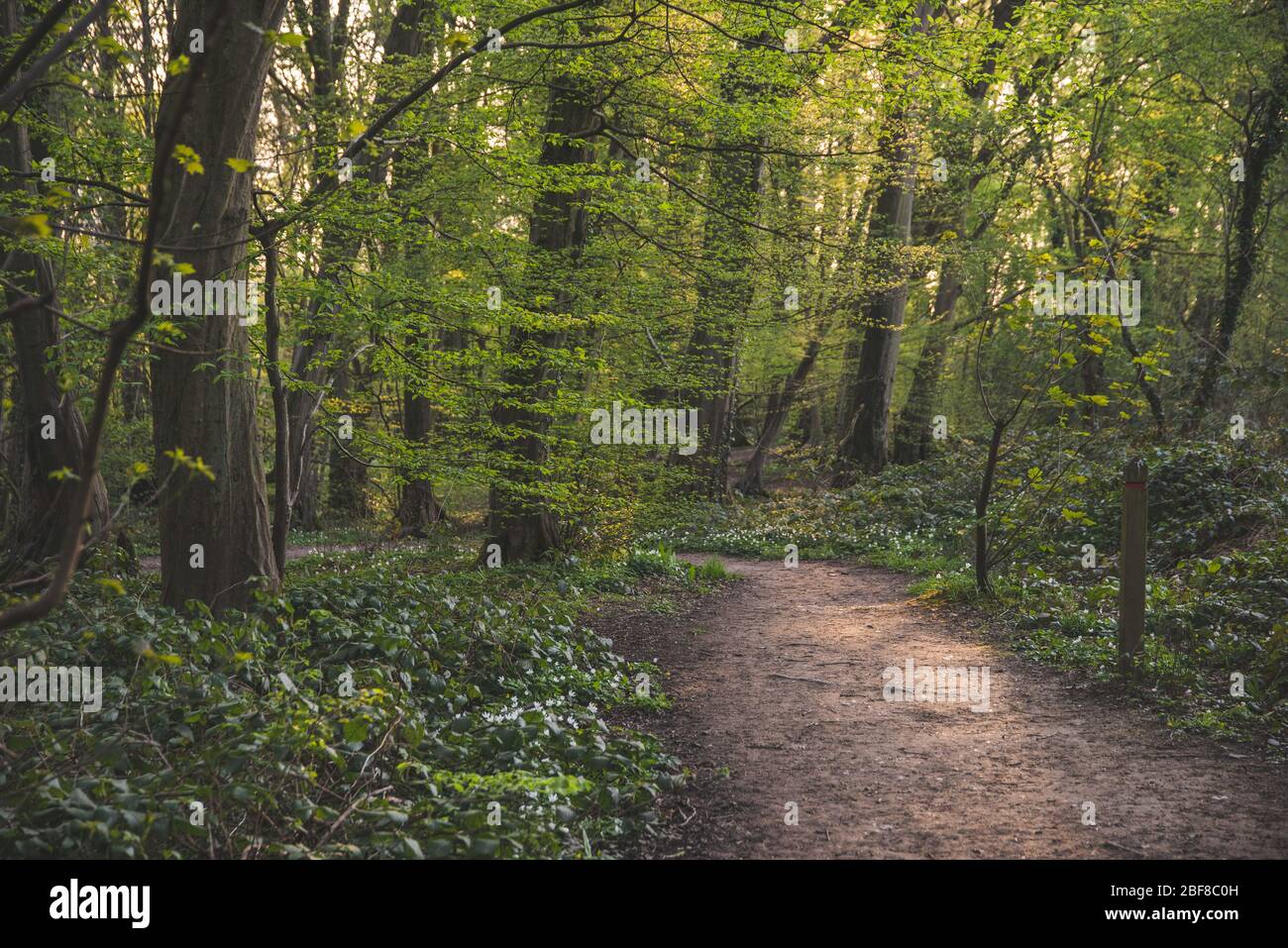 Path through trees Stock Photo - Alamy