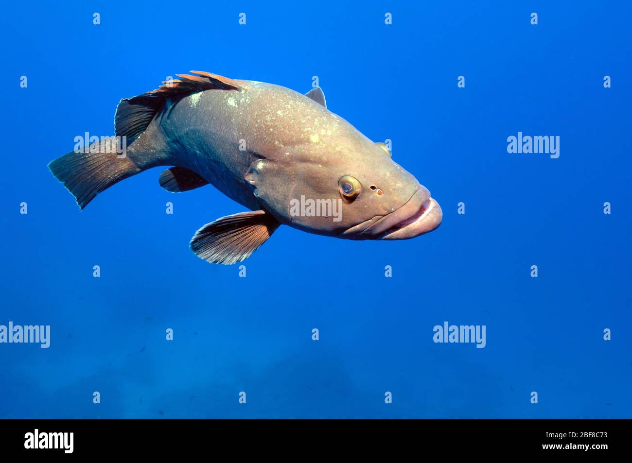 Brauner Zackenbarsch (Epinephelus marginatus), Italien; Ligurien ...