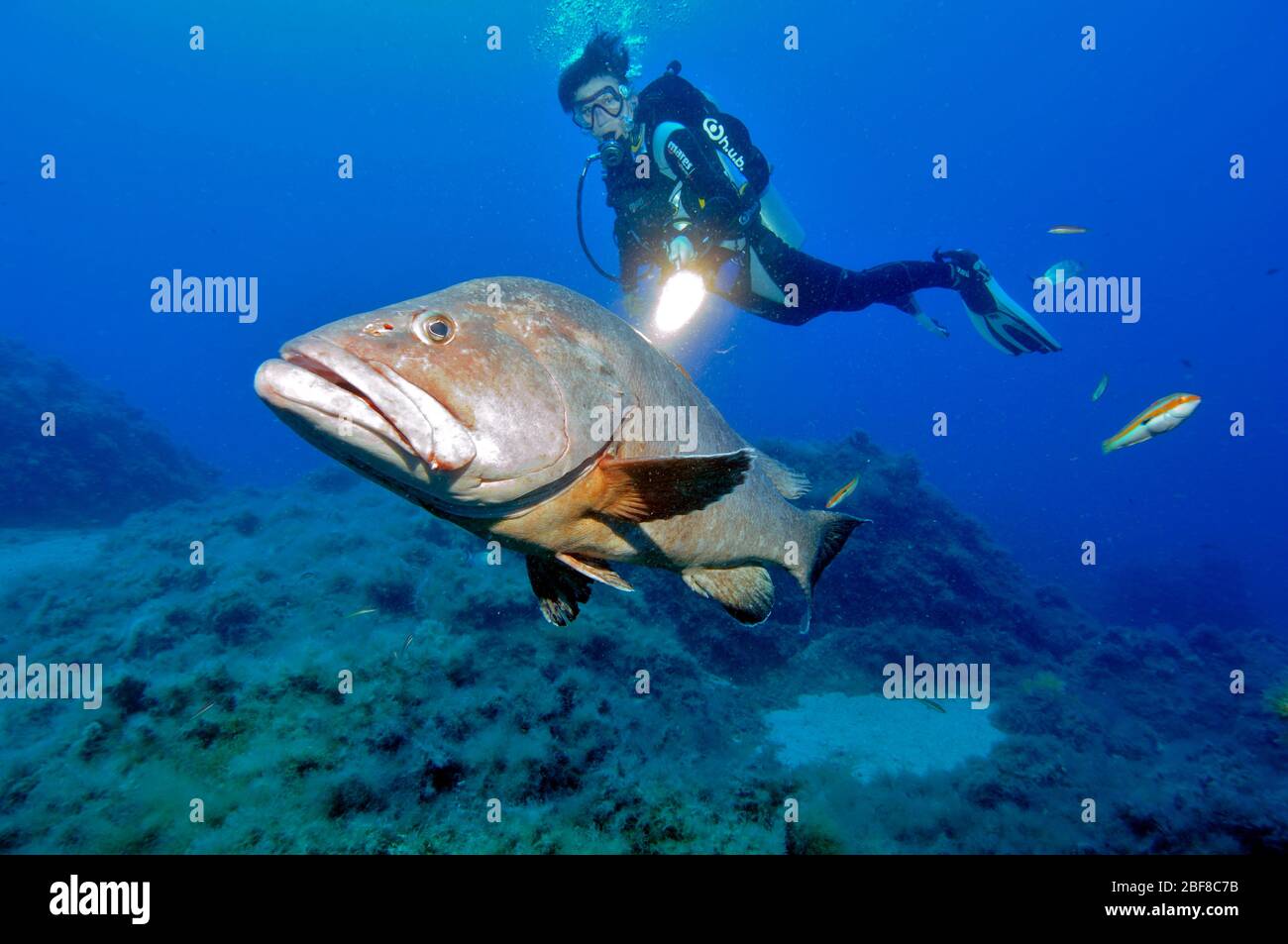 Zackenbarsch hi-res stock photography and images - Alamy