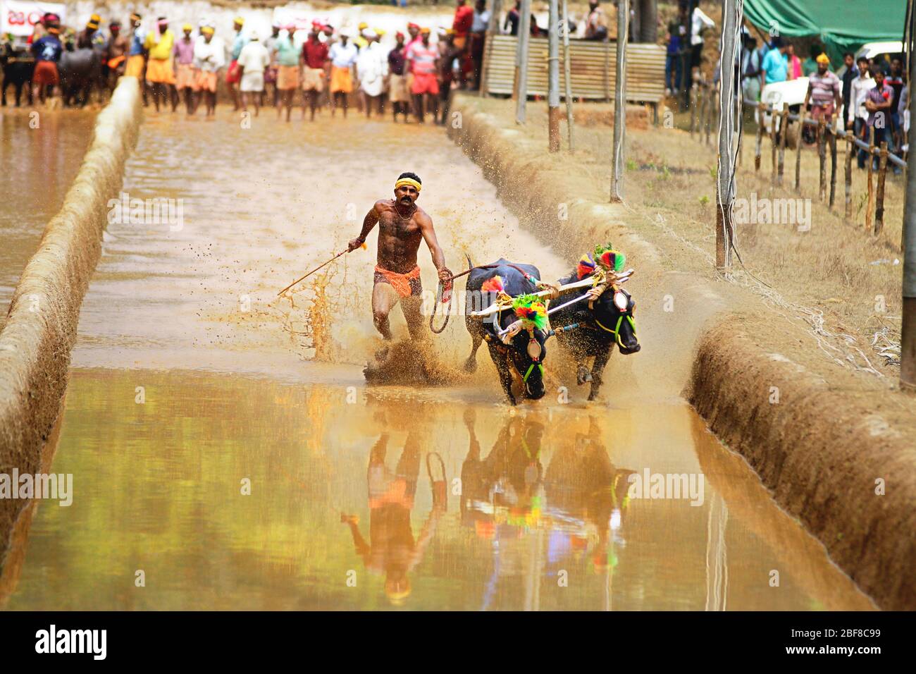 Indian buffallo hi-res stock photography and images - Alamy