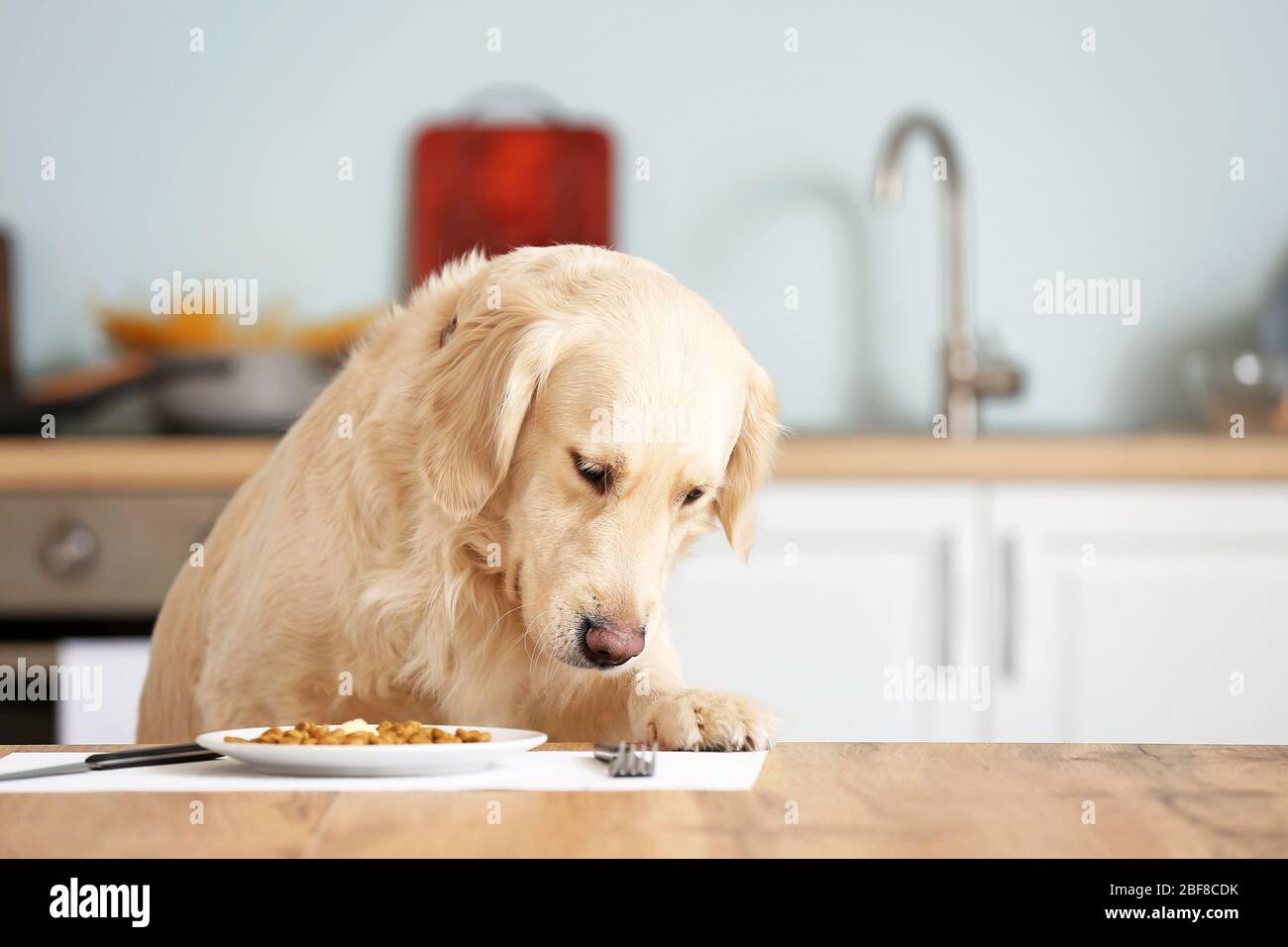 Labrador eating at table hi-res stock photography and images - Alamy