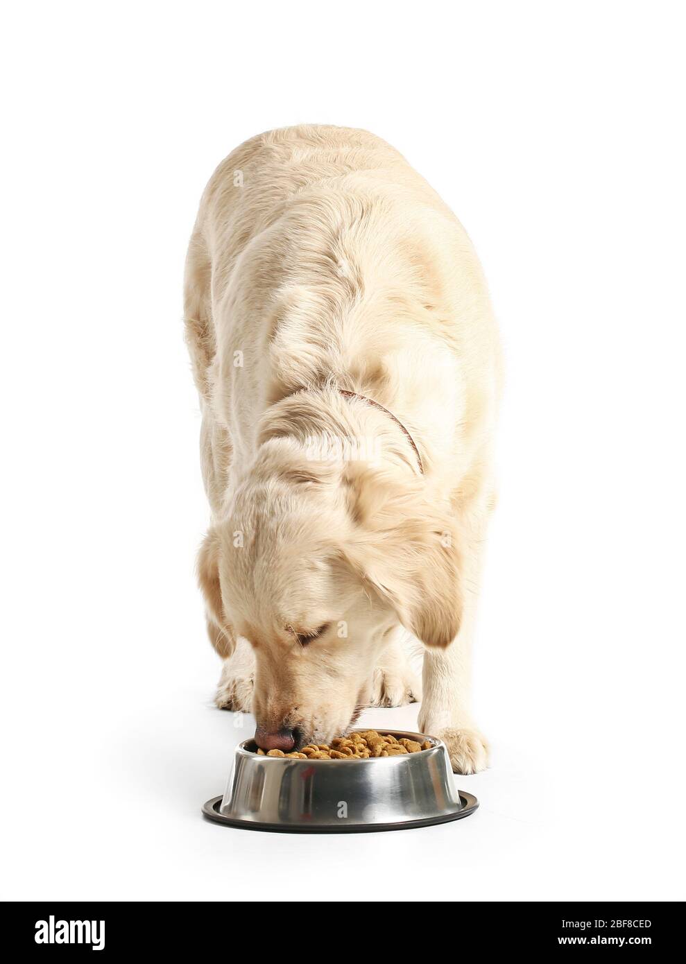 Cute dog eating food from bowl on white background Stock Photo - Alamy