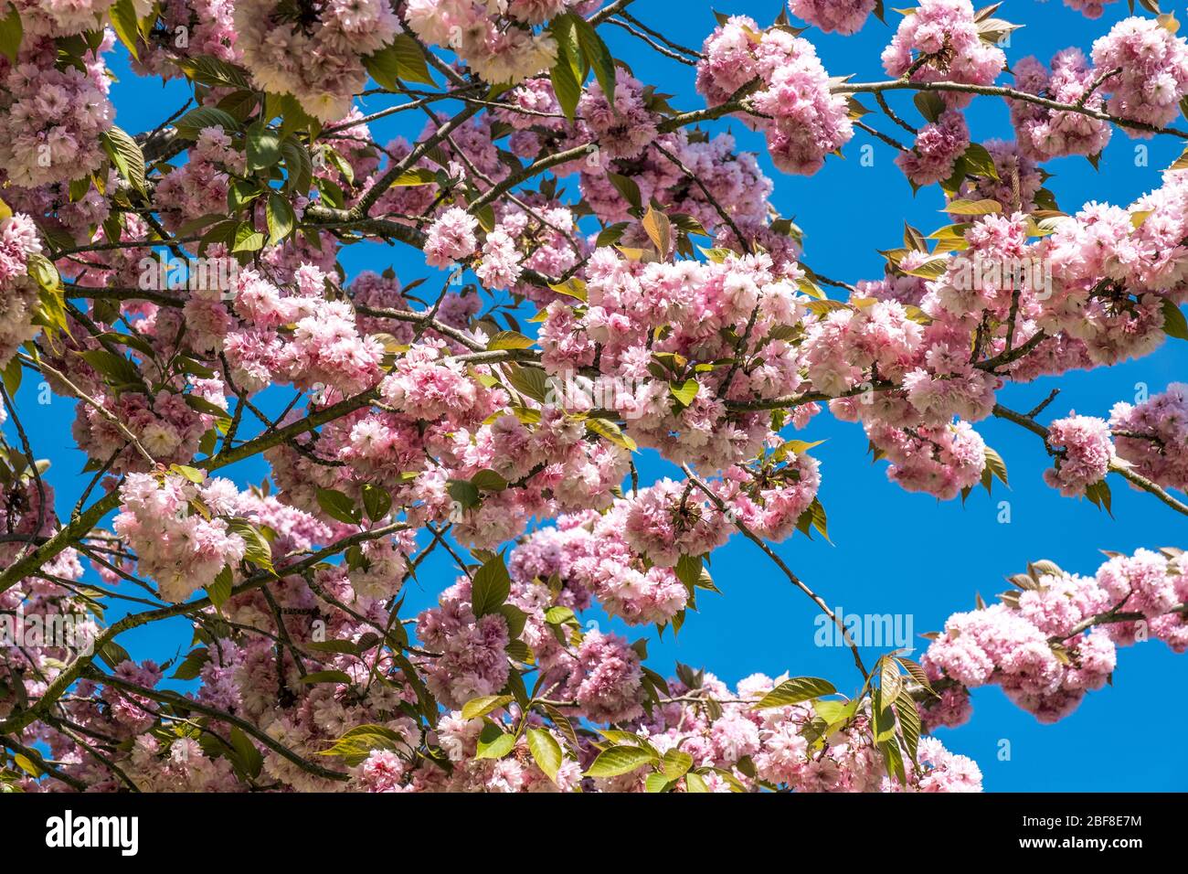 Sakura tree cherry blossoms in pink color Stock Photo - Alamy