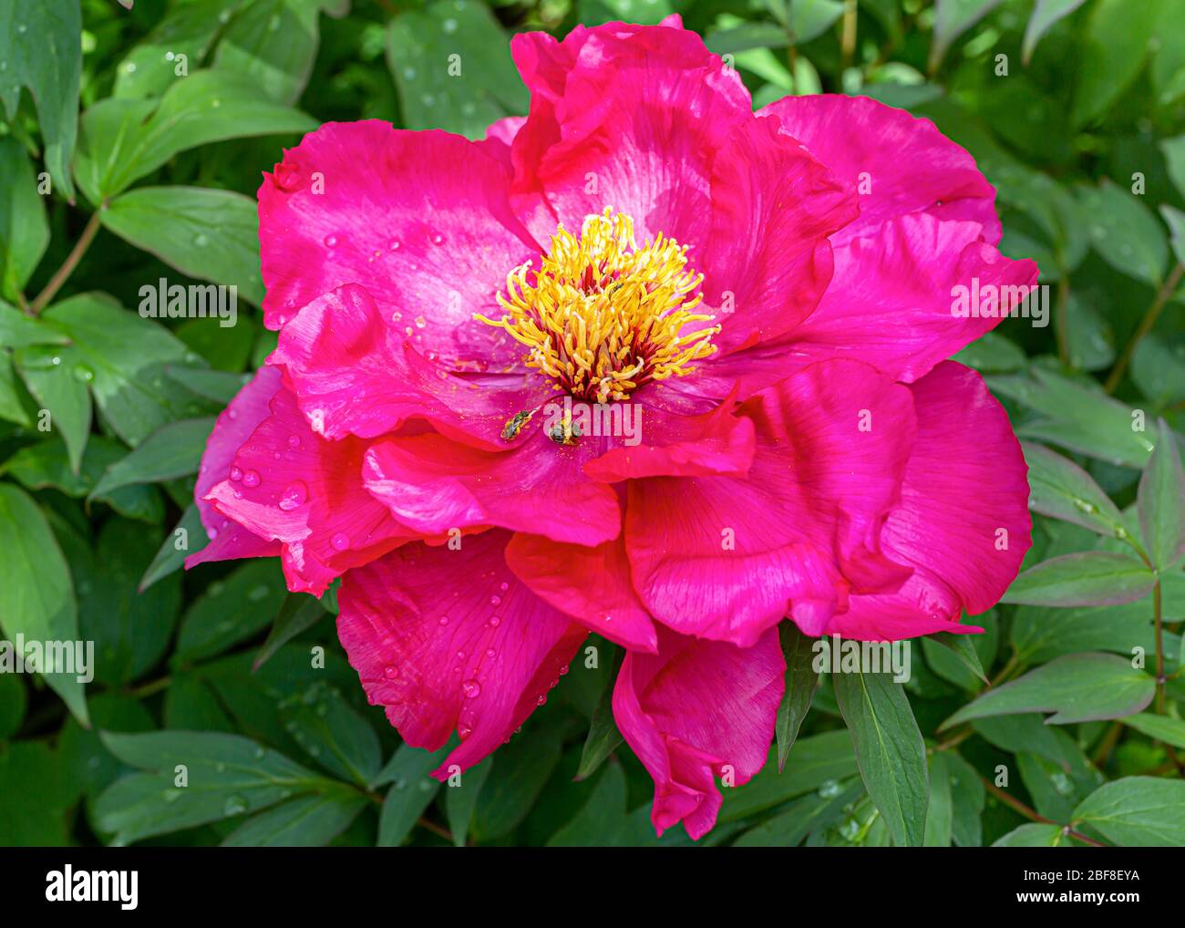 Large flowering tree peony bush hi-res stock photography and images - Alamy