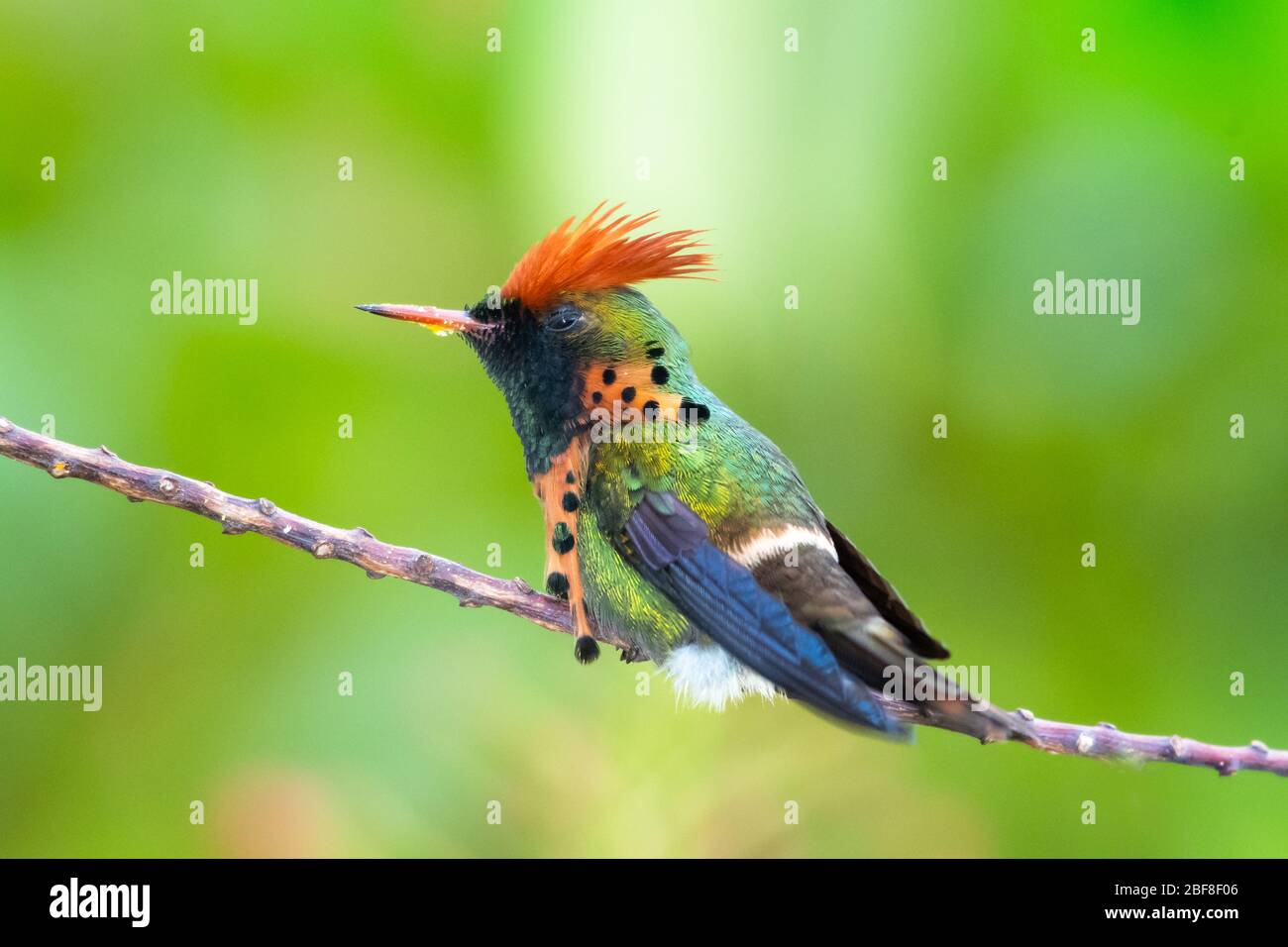 Birding in trinidad hi-res stock photography and images - Alamy