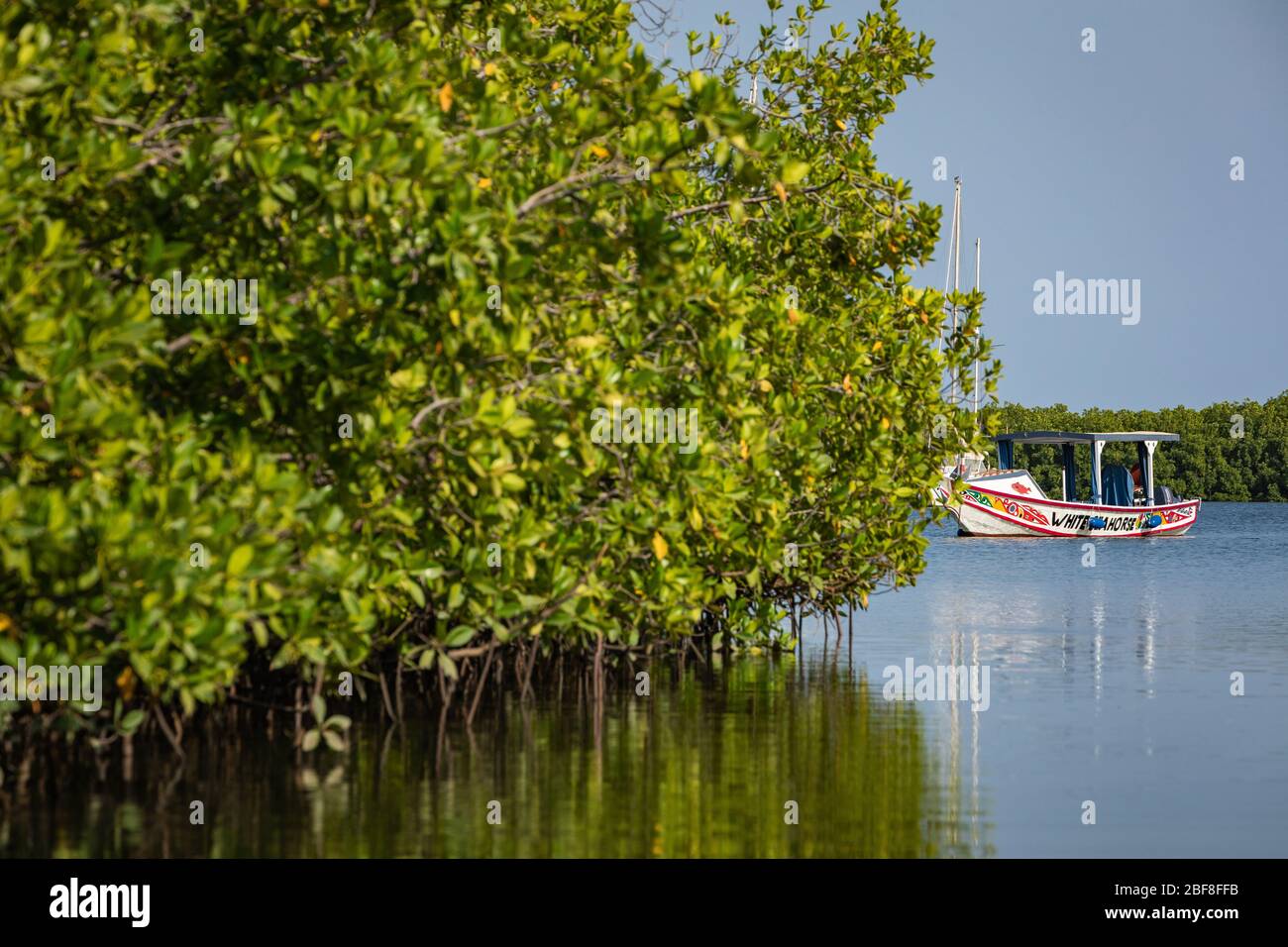 Gambia Mangroves. Lamin Lodge. Traditional long boats. Green mangrove ...
