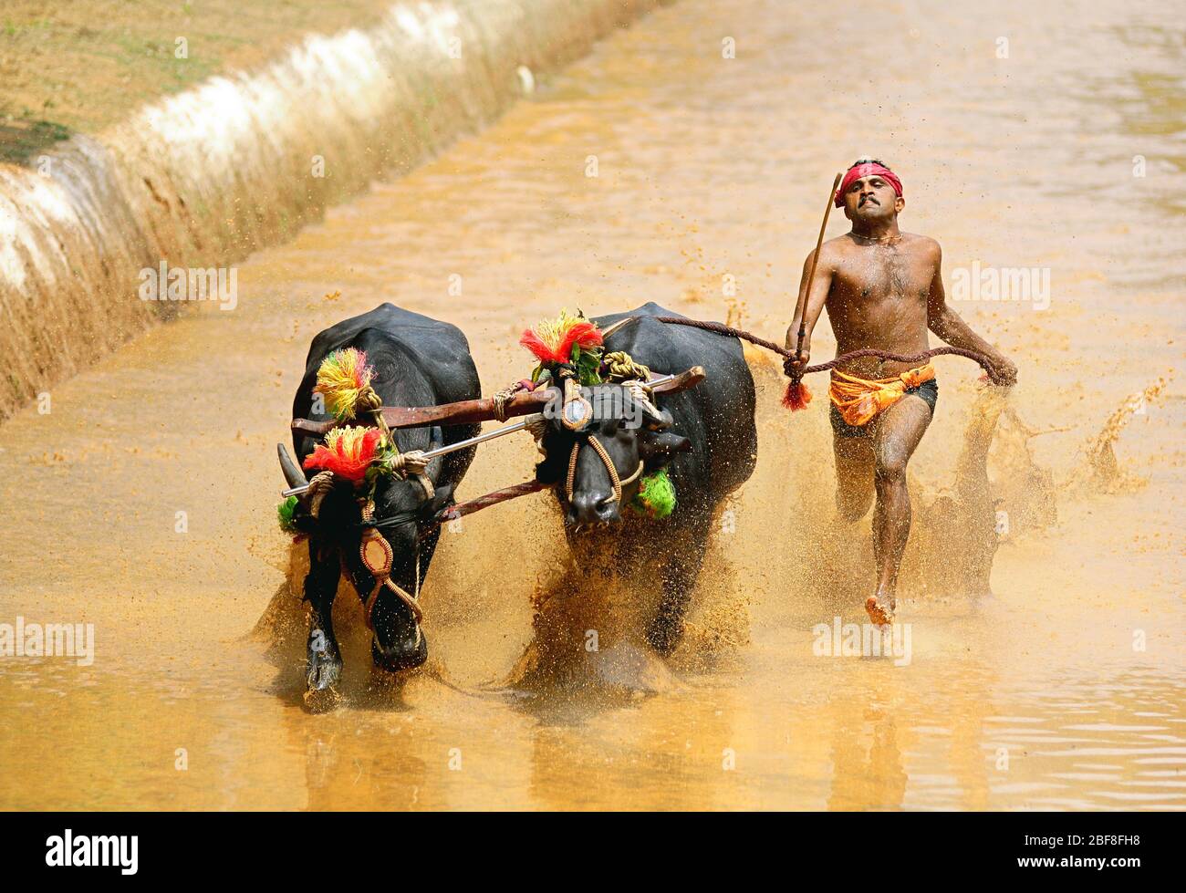 kambala cattle buffalo race held in the district of mangalore,karnataka ...