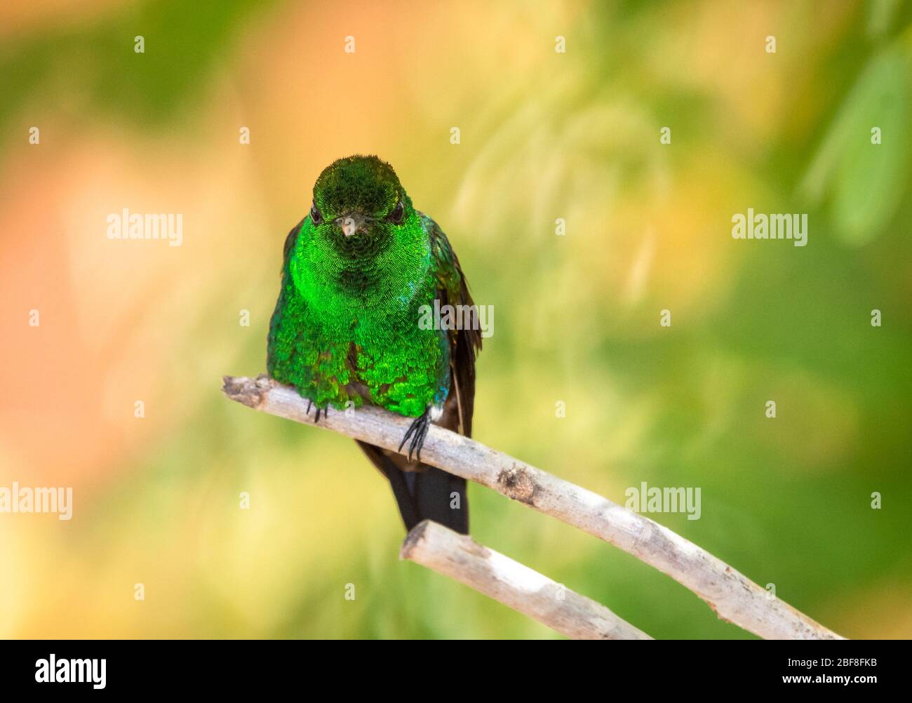A Copper-rumped hummingbird looking intently at the camera while ...