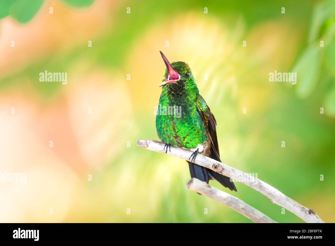 A Copper-rumped hummingbird singing in a tree with a soft backgorund ...