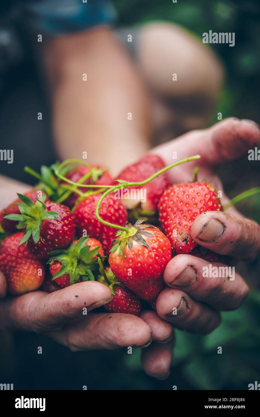 strawberries in hand Stock Photo - Alamy