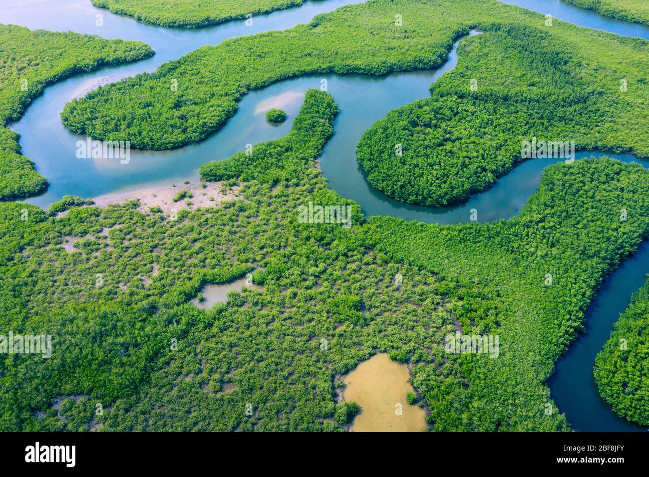 Amazon Rainforest Birds Eye View
