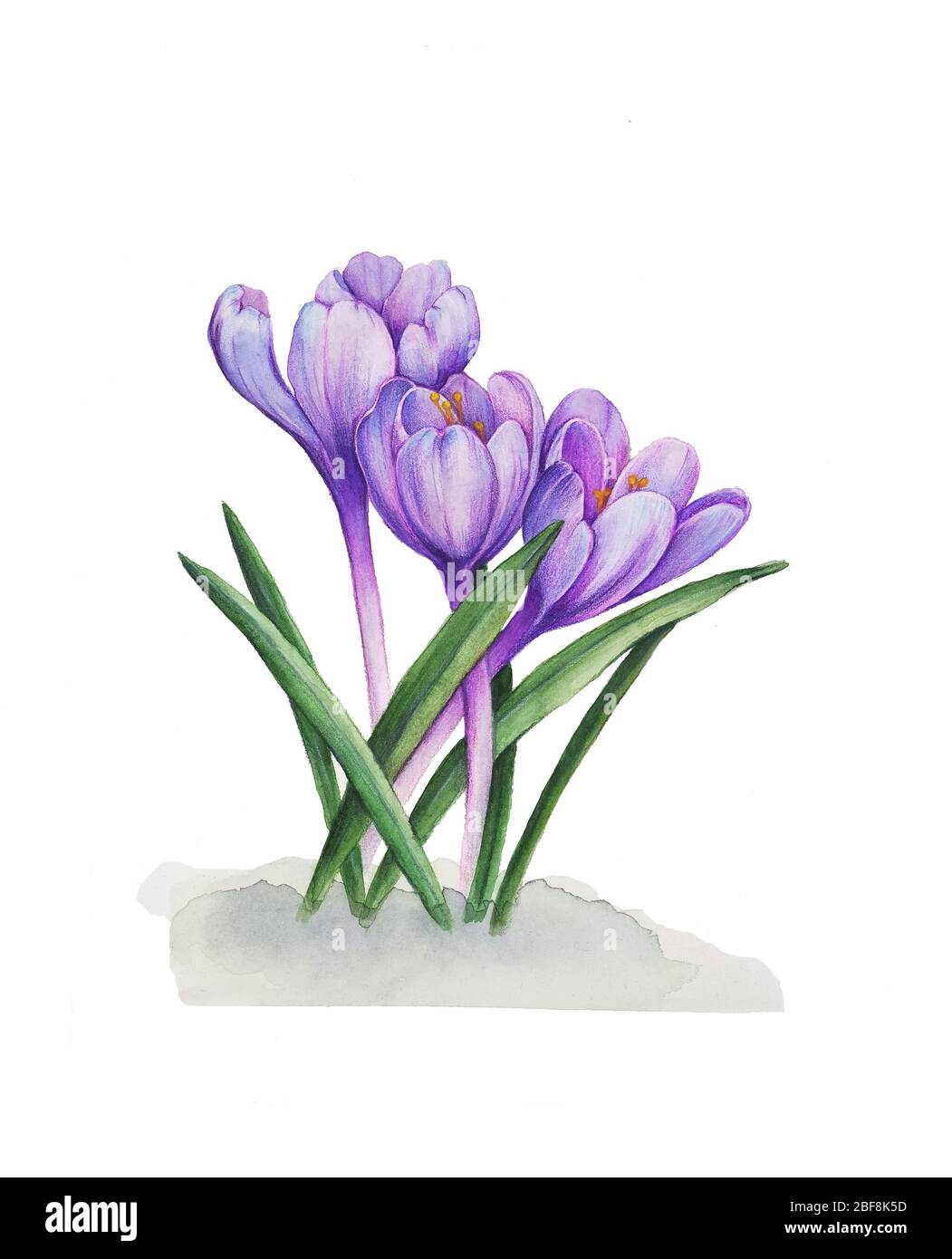 Purple crocus snowdrops Cut Out Stock Images & Pictures - Alamy
