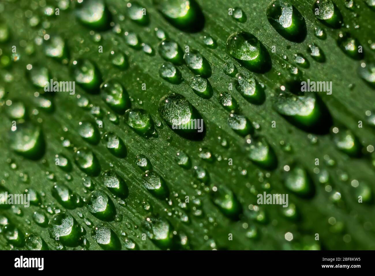 Leaf of plant with water drops, closeup Stock Photo - Alamy