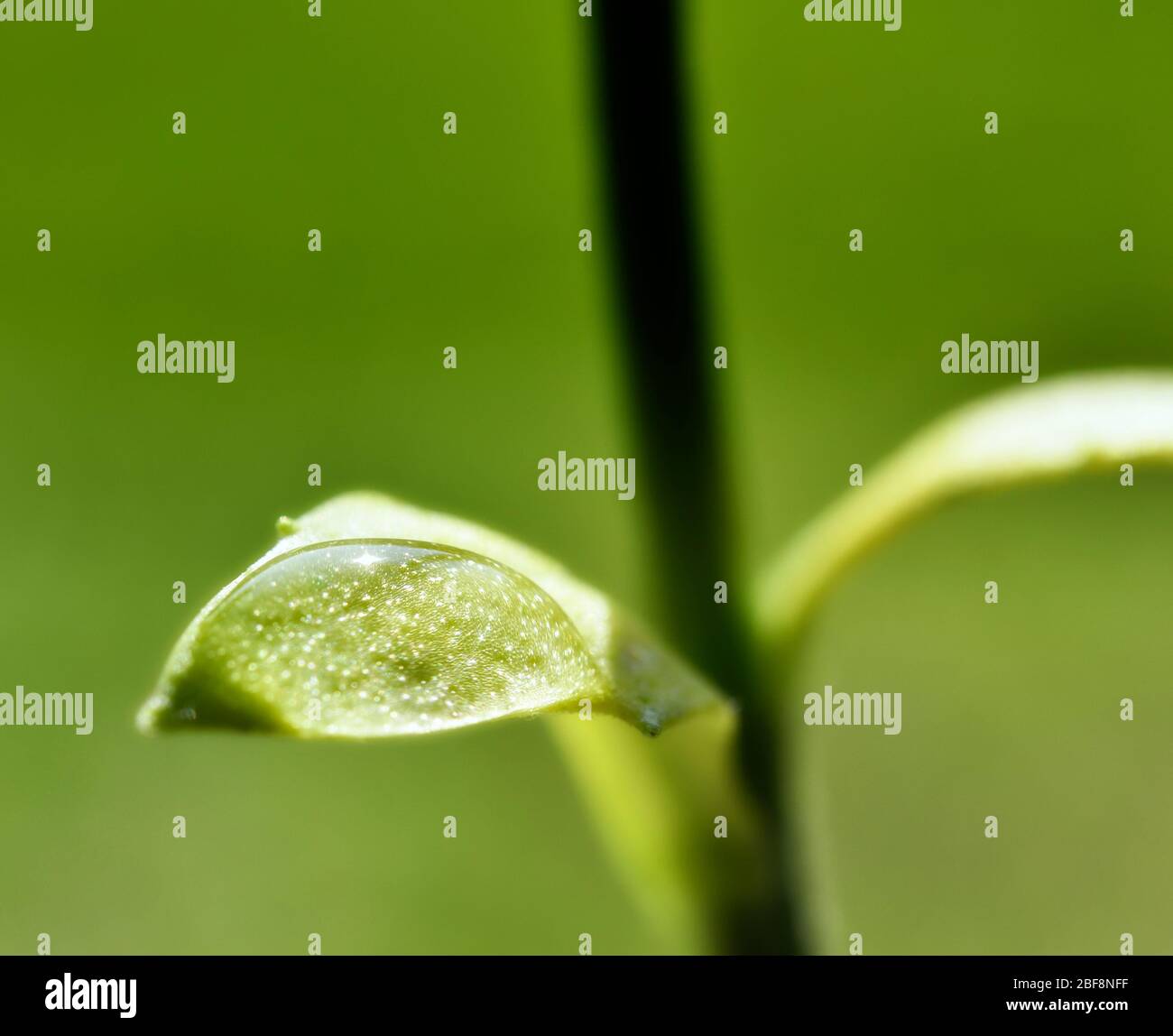 Single water droplet on a green leaf flower stem Stock Photo - Alamy