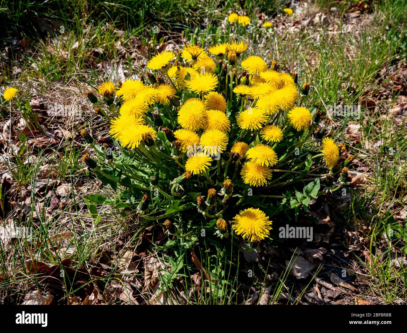 Dandelion flower medicinal plant in spring Stock Photo - Alamy