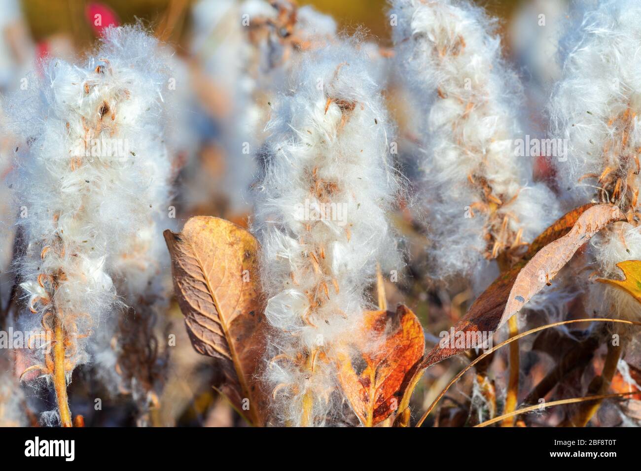 Arctic willow salix arctica hi-res stock photography and images - Alamy