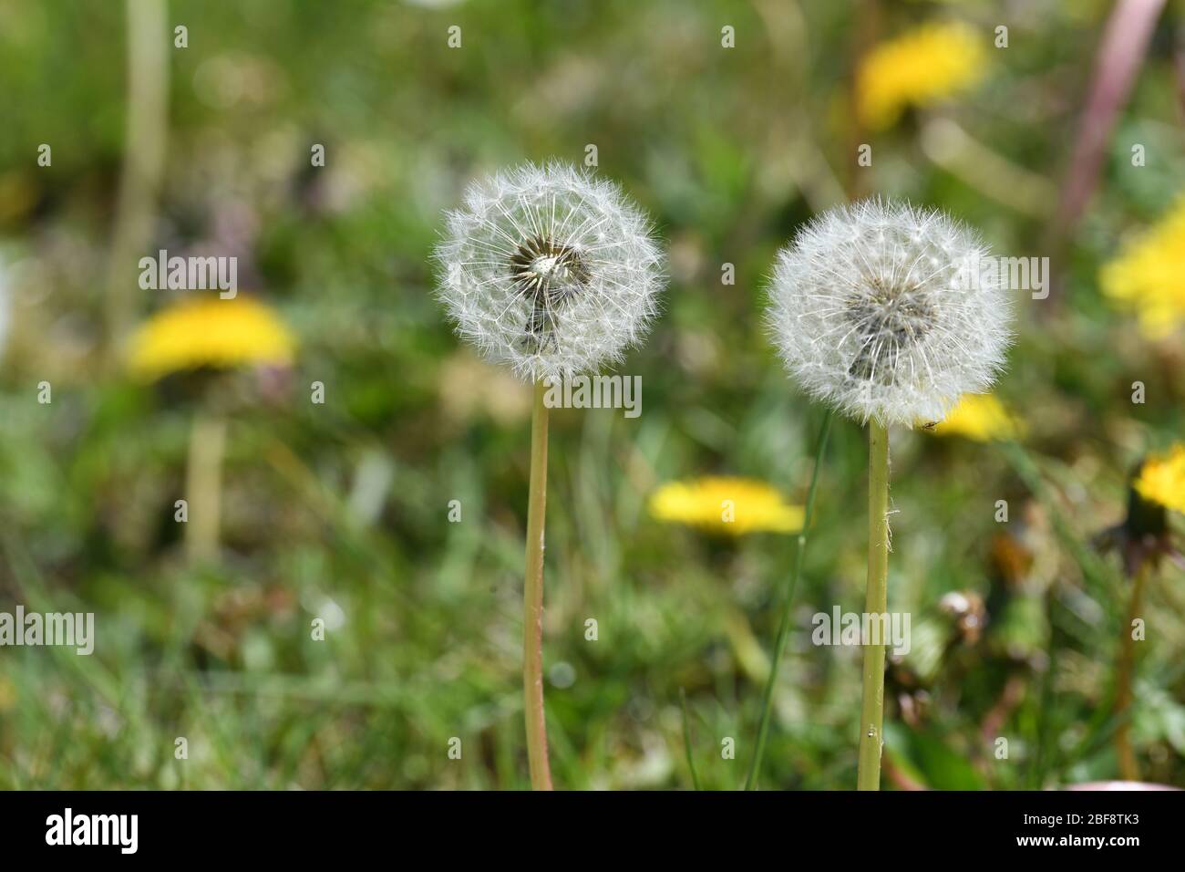 Dandelion flower and clock yellow Stock Photo - Alamy