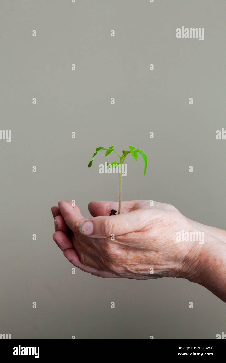 women's hands carefully hold a young sprout with earth and roots Stock ...