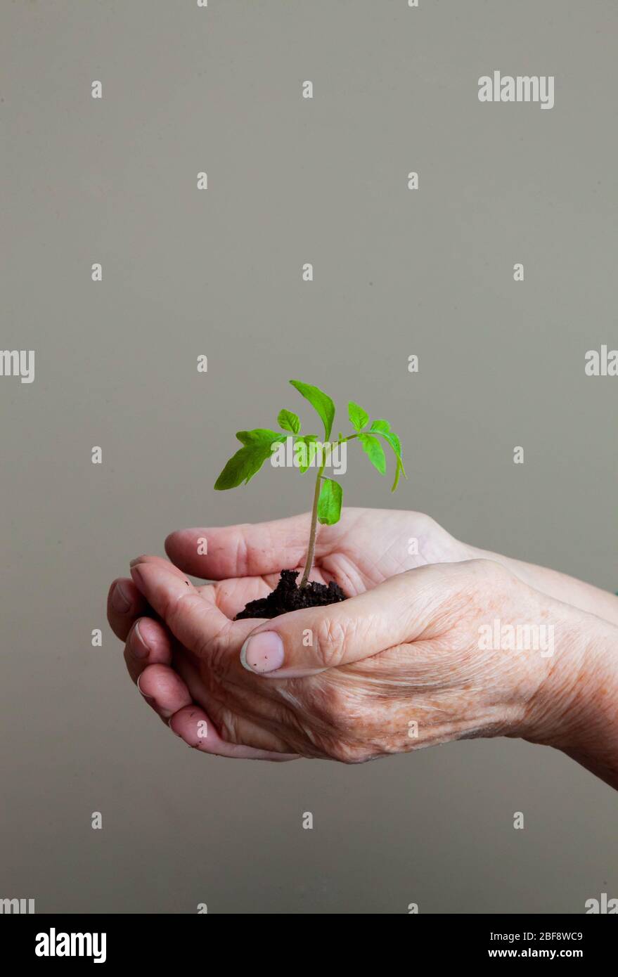 women's hands carefully hold a young sprout with earth and roots Stock ...