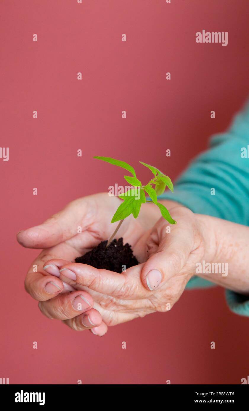 Hands holding plant roots hi-res stock photography and images - Alamy