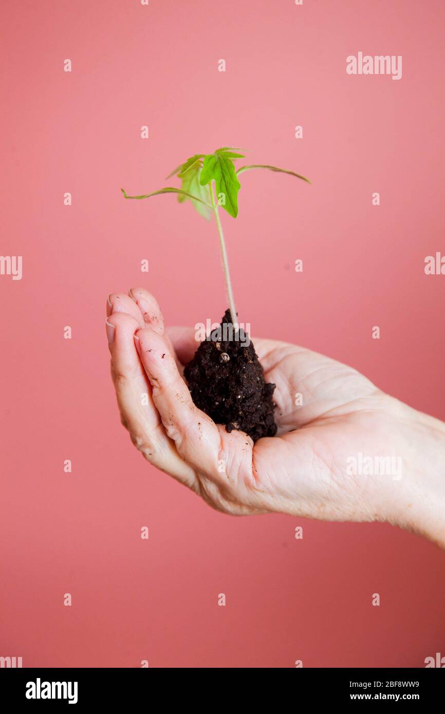 women's hands carefully hold a young sprout with earth and roots Stock ...