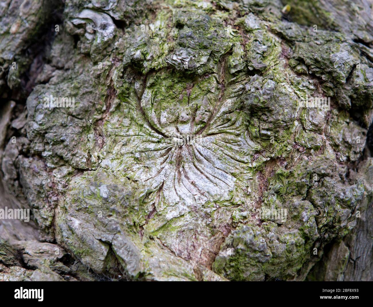 Detail of patterns on a tree trunk Stock Photo - Alamy
