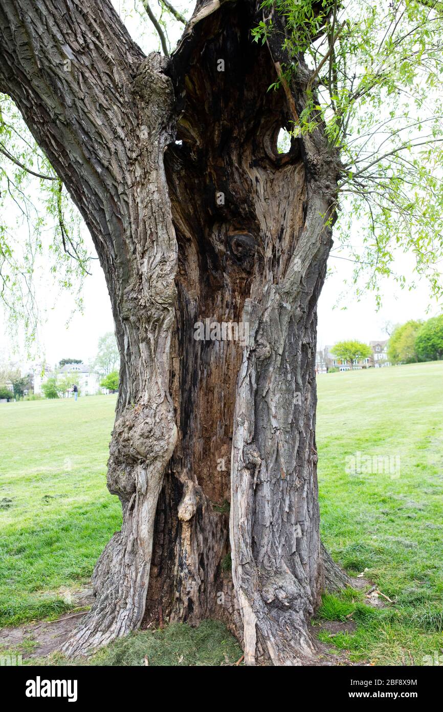 Tree trunk with face hi-res stock photography and images - Alamy