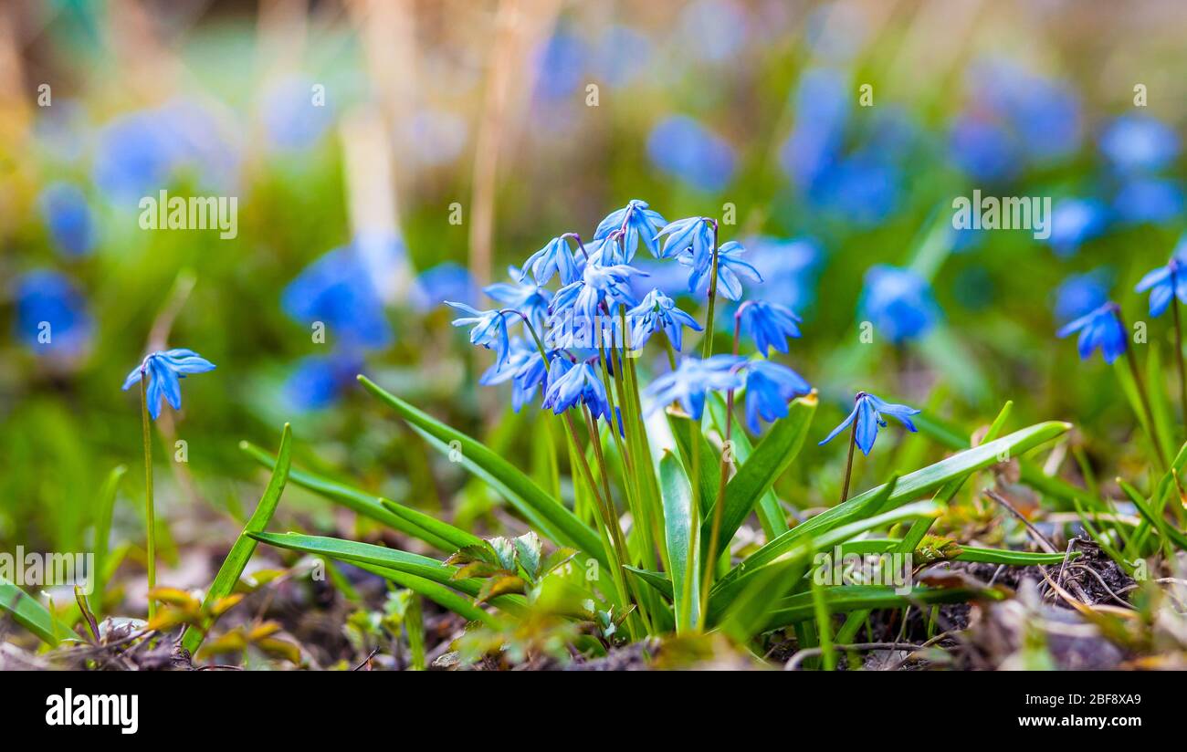 Flowers bloom in the sun hi-res stock photography and images - Alamy