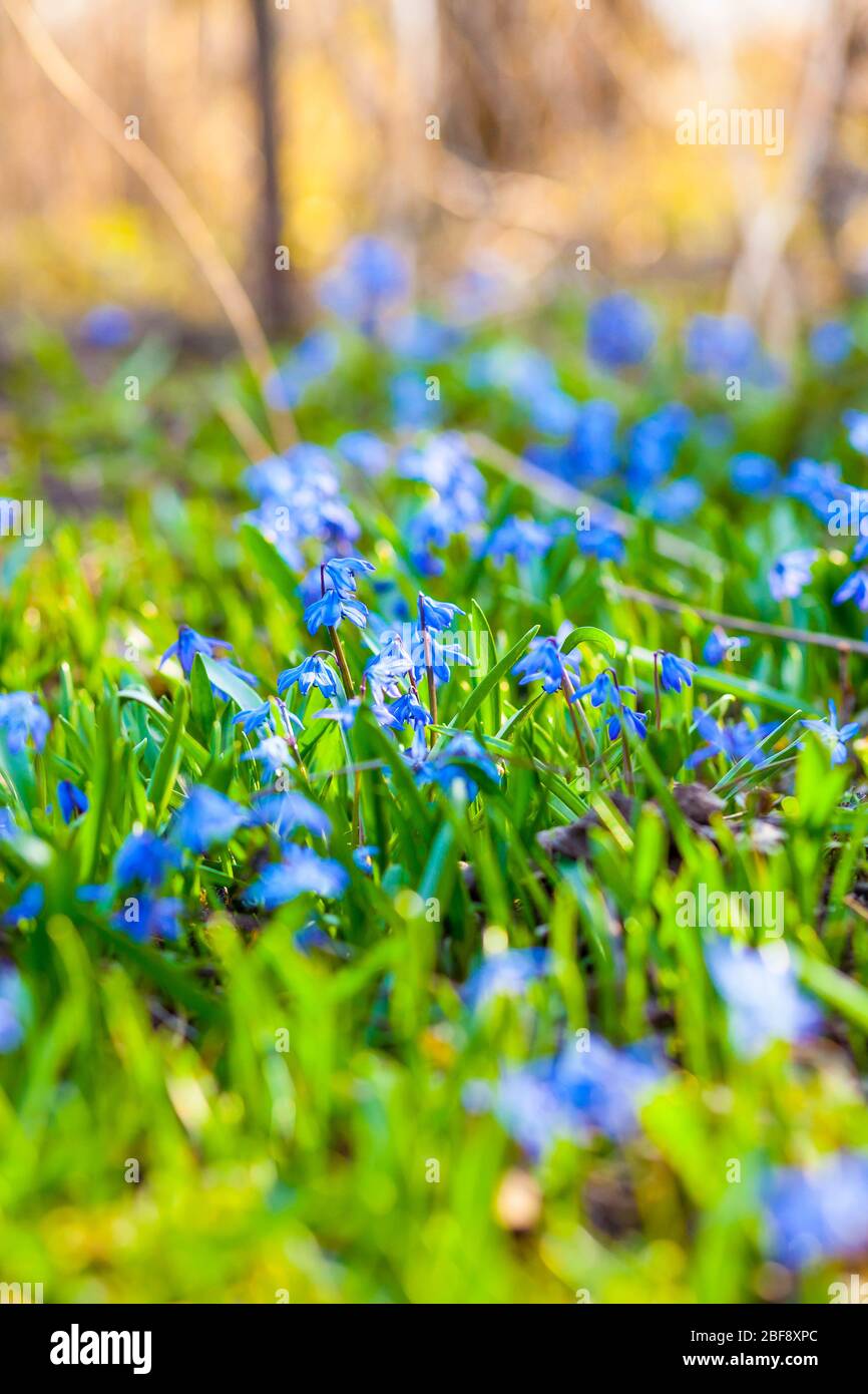 small spring flowers bloom in the sun at sunset Stock Photo - Alamy