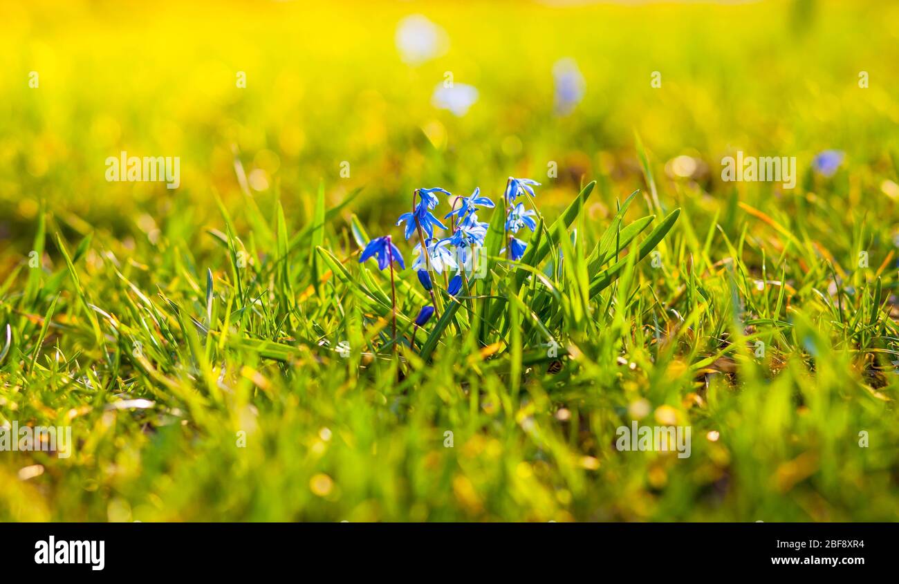 small spring flowers bloom in the sun at sunset Stock Photo - Alamy