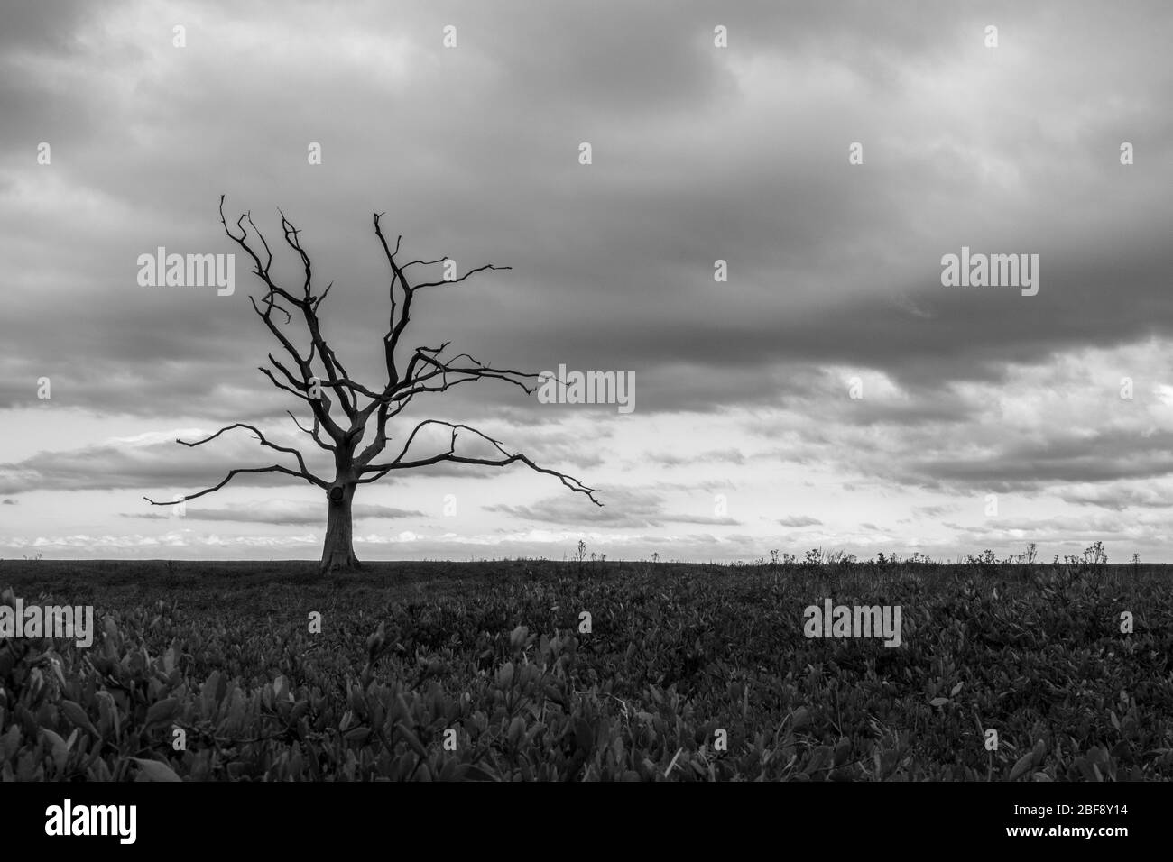 Dead trees Black and White Stock Photos & Images - Alamy