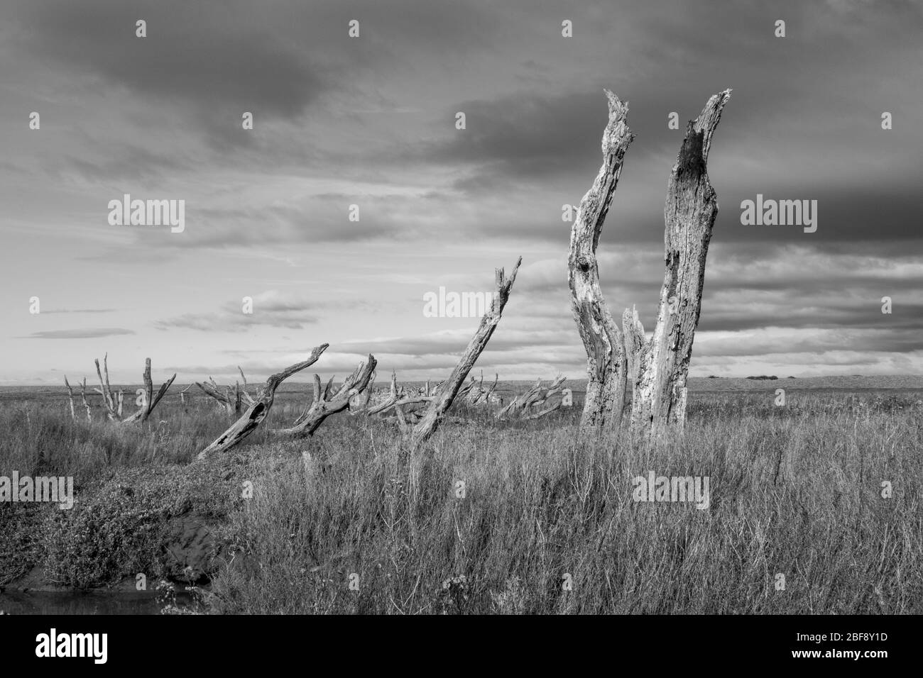 Dead trees and old stone house hi-res stock photography and images - Alamy