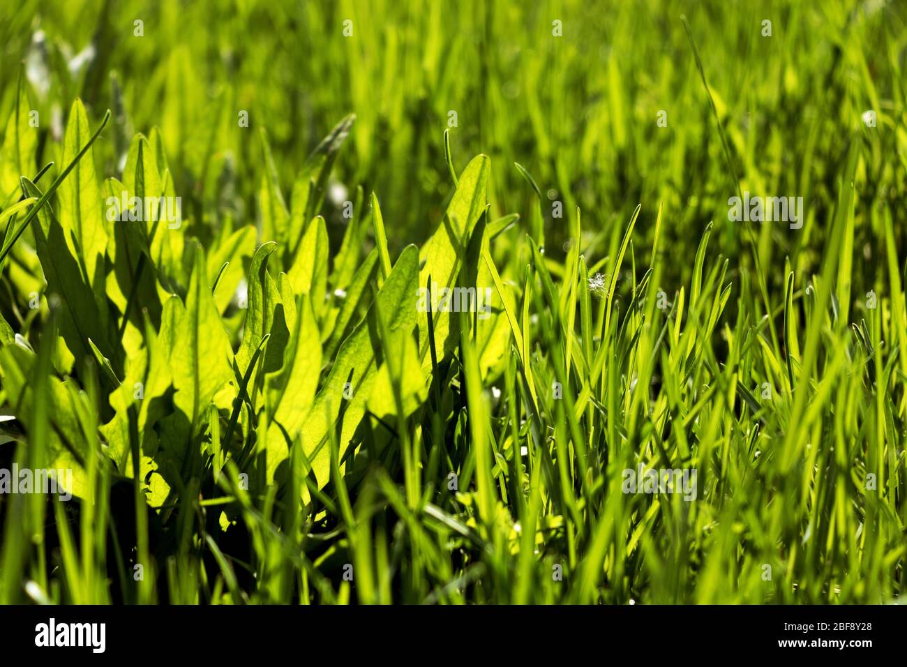 Grass field background hi-res stock photography and images - Alamy