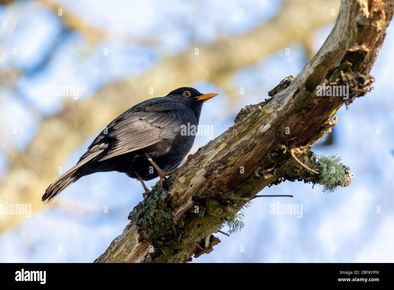 Dead common blackbird hi-res stock photography and images - Alamy