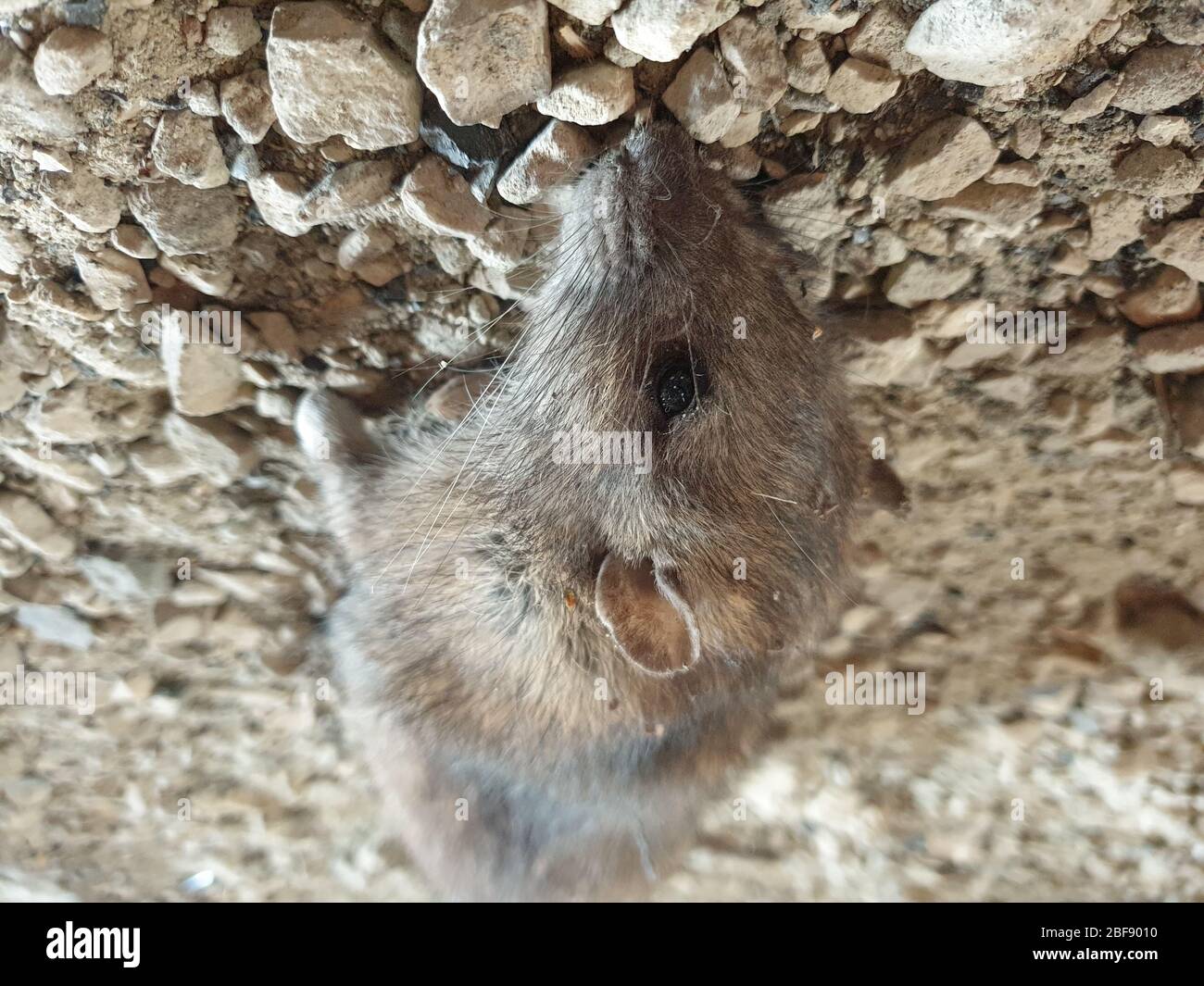 dead rat on the ground, rodent pests Stock Photo - Alamy
