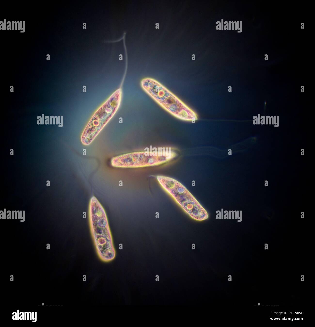 Protozoan hi-res stock photography and images - Alamy