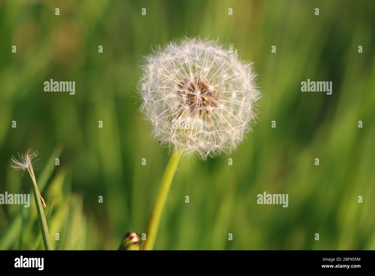 closeup of a dandelion flower in spring Stock Photo - Alamy