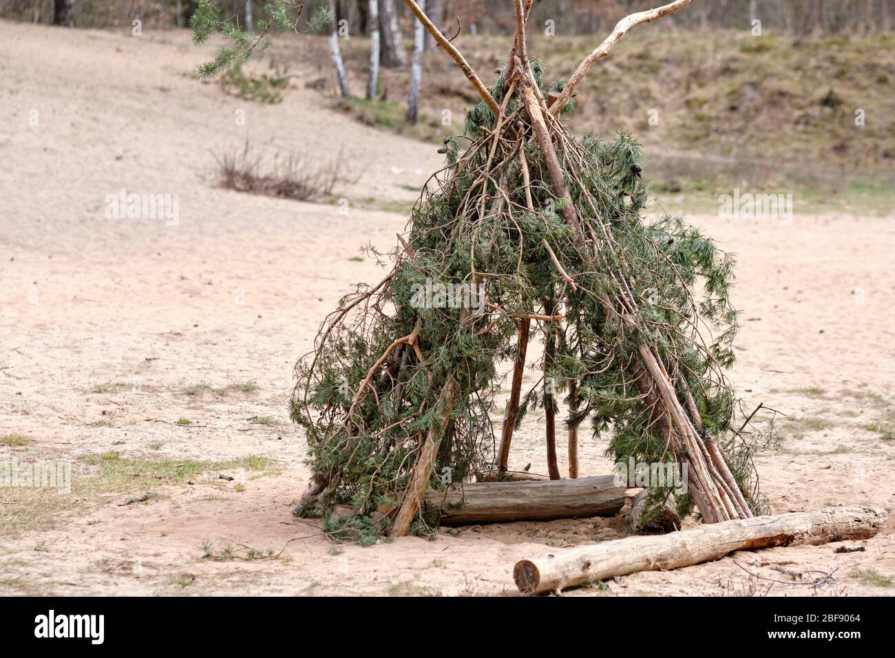 Tepee built with twigs and branches of conifers standing on sandy ...