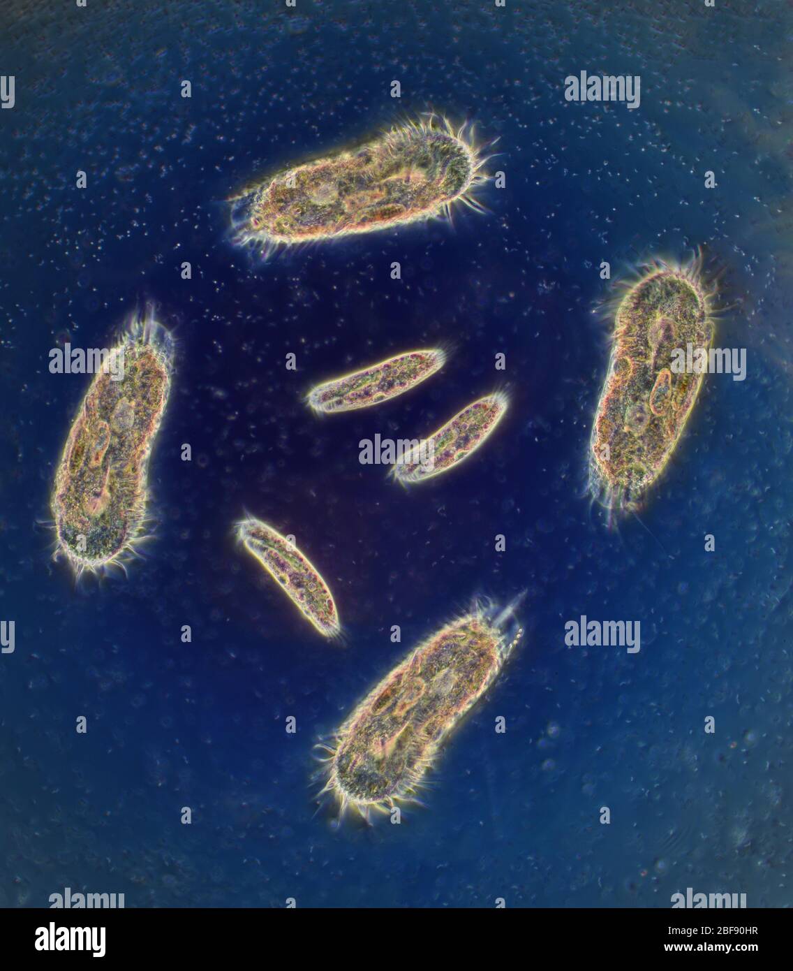 Hypotrichs hi-res stock photography and images - Alamy