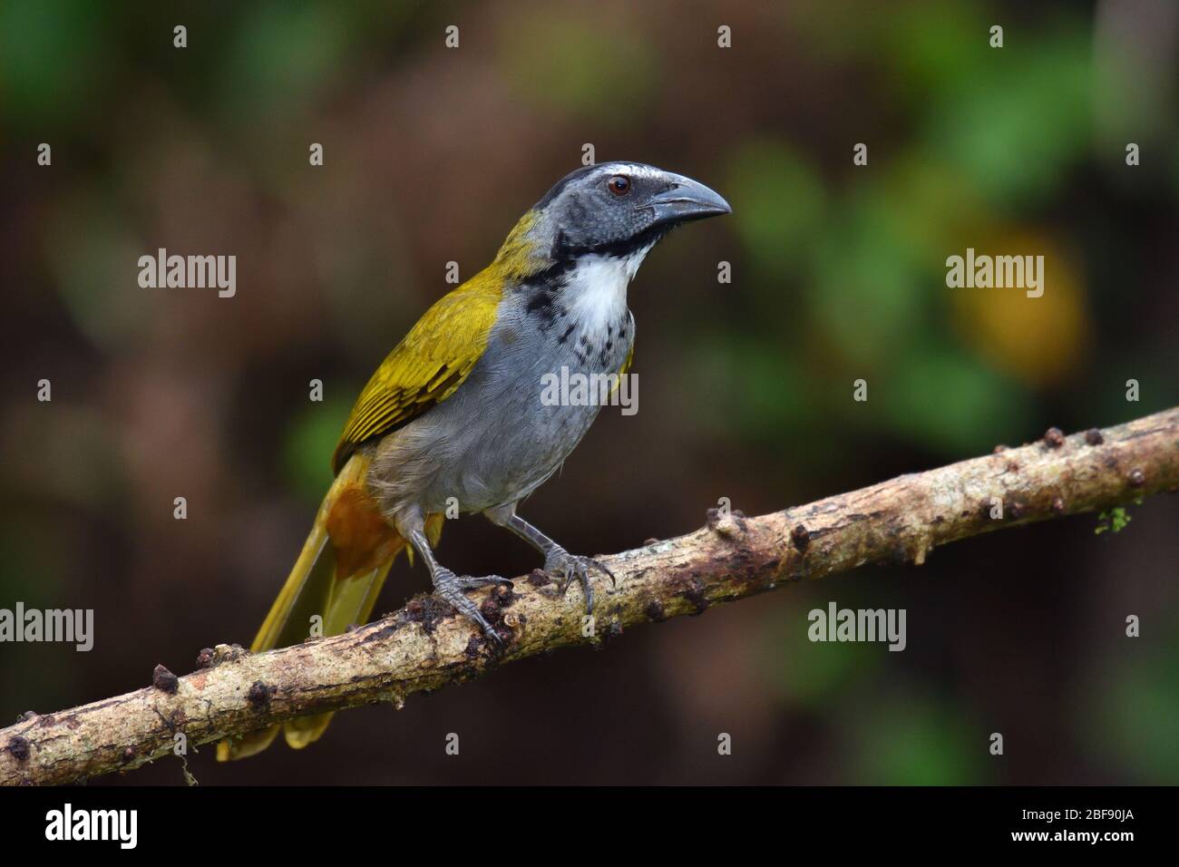 South american saltator hi-res stock photography and images - Alamy
