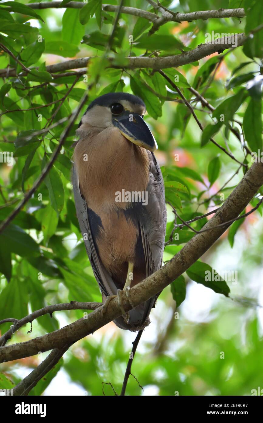 Costa rican tropicals birds hi-res stock photography and images - Alamy