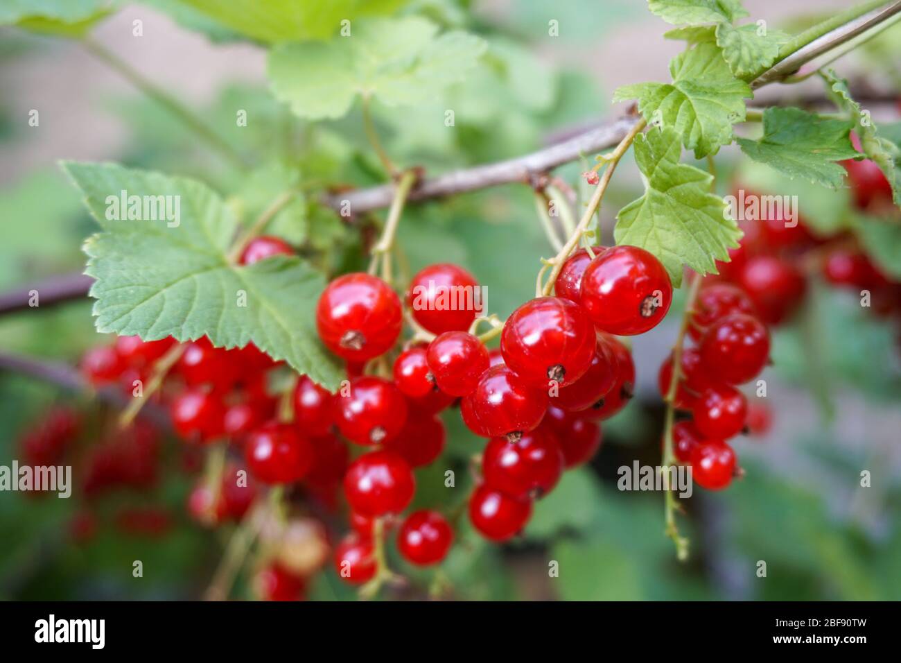 fresh currants on the bush Stock Photo - Alamy