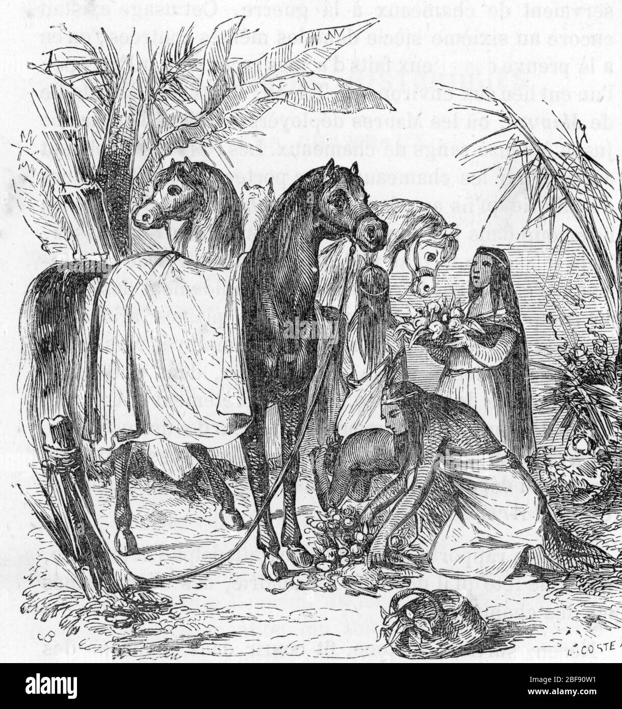 Bucephalus horse Black and White Stock Photos & Images - Alamy