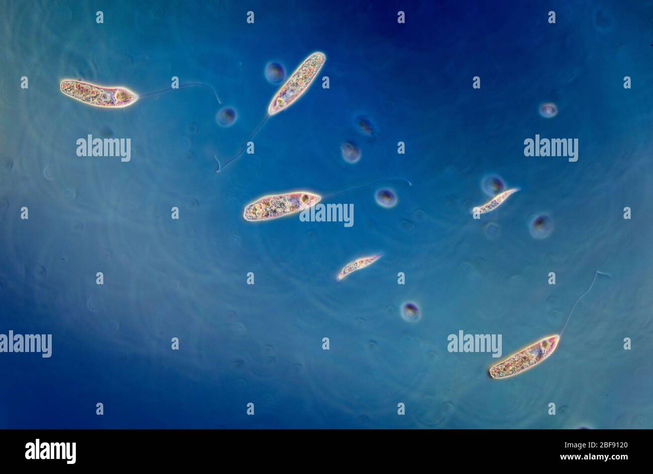 Flagellated Peranema protozoan, pondlife Stock Photo - Alamy