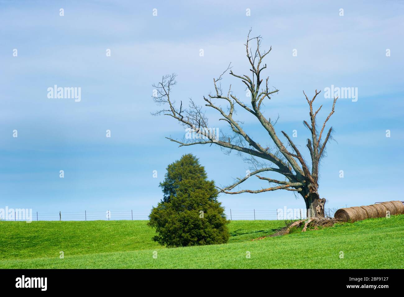 Hillside agriculture landscape with trees and rolls of hay under ...